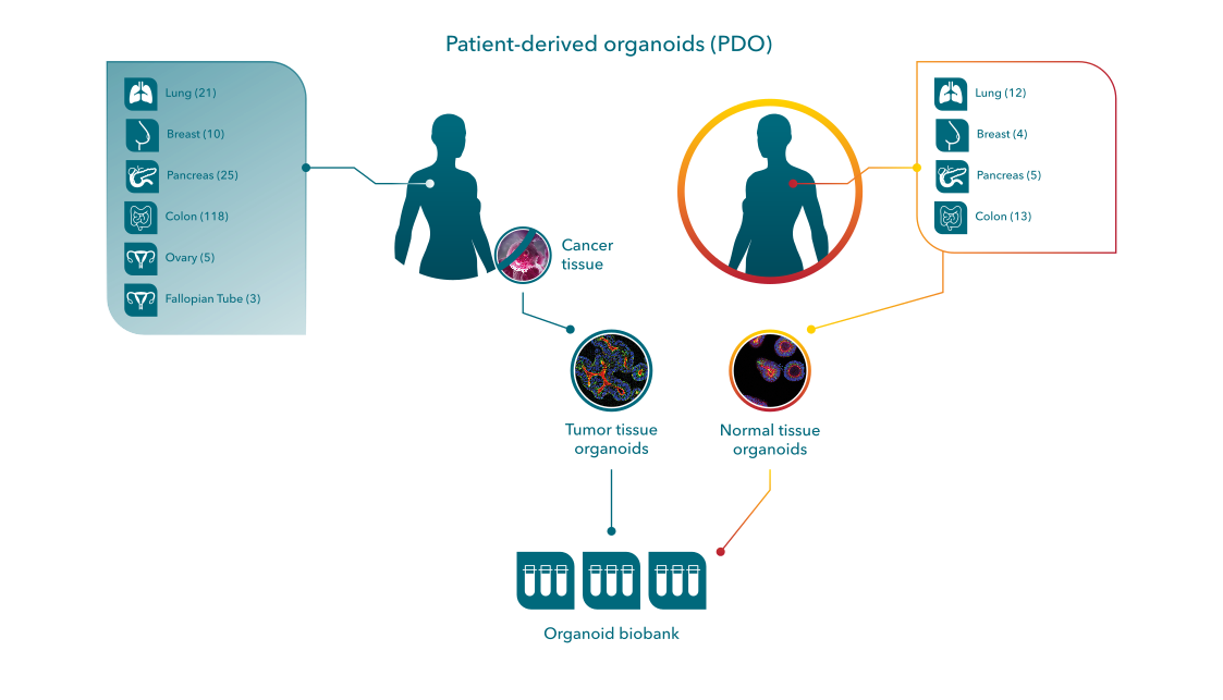 Organoids for Oncology Drug Development