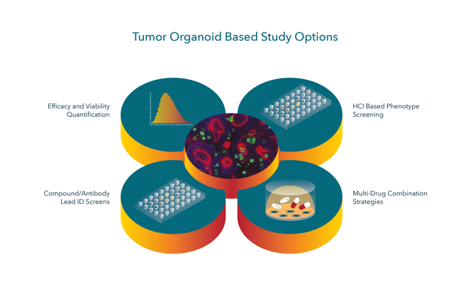 Organoids for Oncology Drug Development