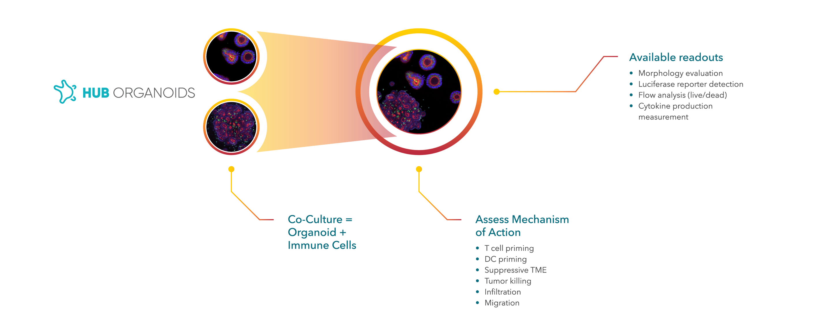 Organoids for Oncology Drug Development