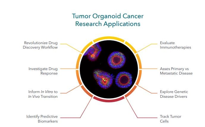 Organoids for Oncology Drug Development