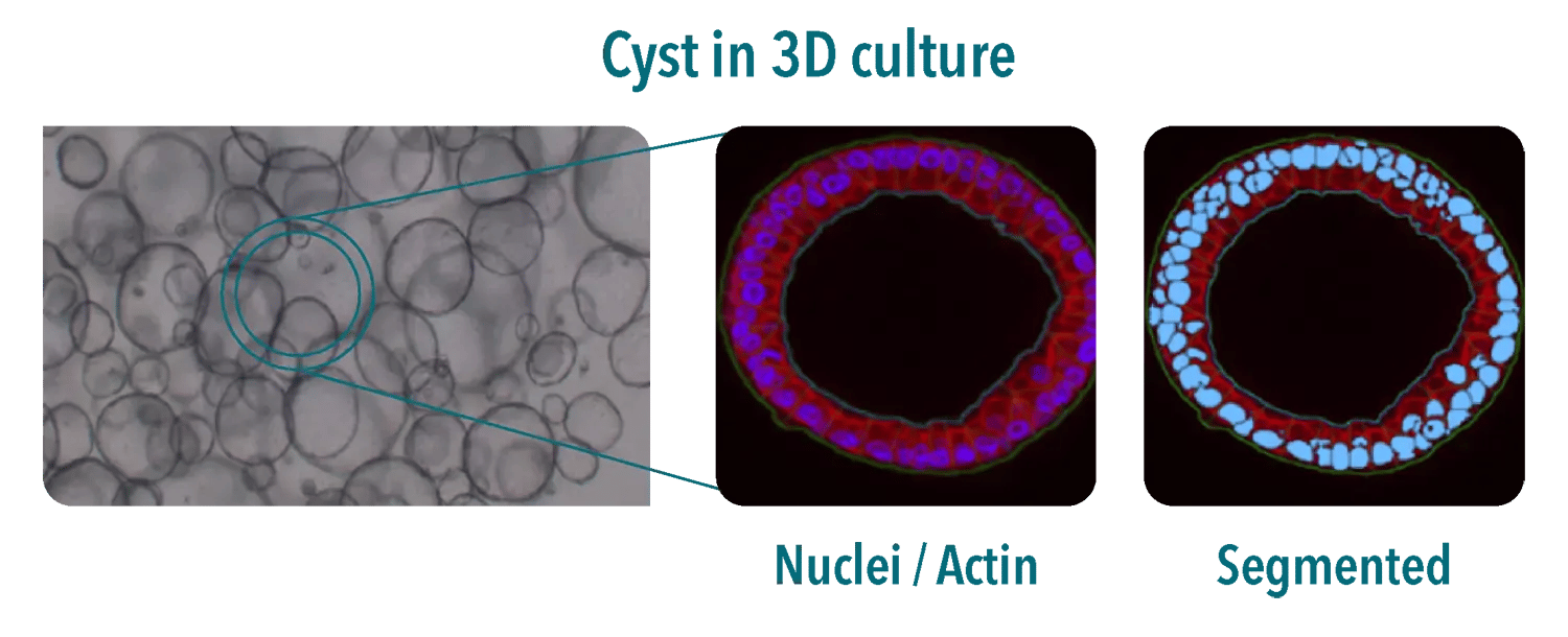 High Content Imaging Services | Crown Bioscience