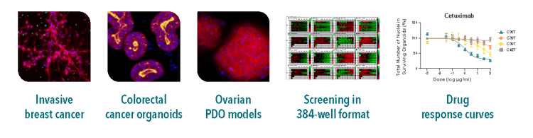 In Vitro High Content Imaging Solutions | Crown Bioscience