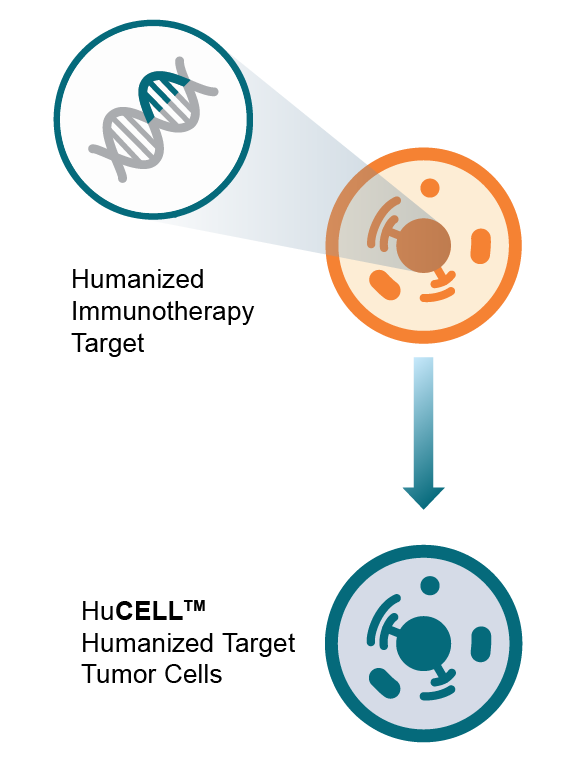 Syngeneic Cell Lines for In Vitro Oncology Research | Crown Bioscience