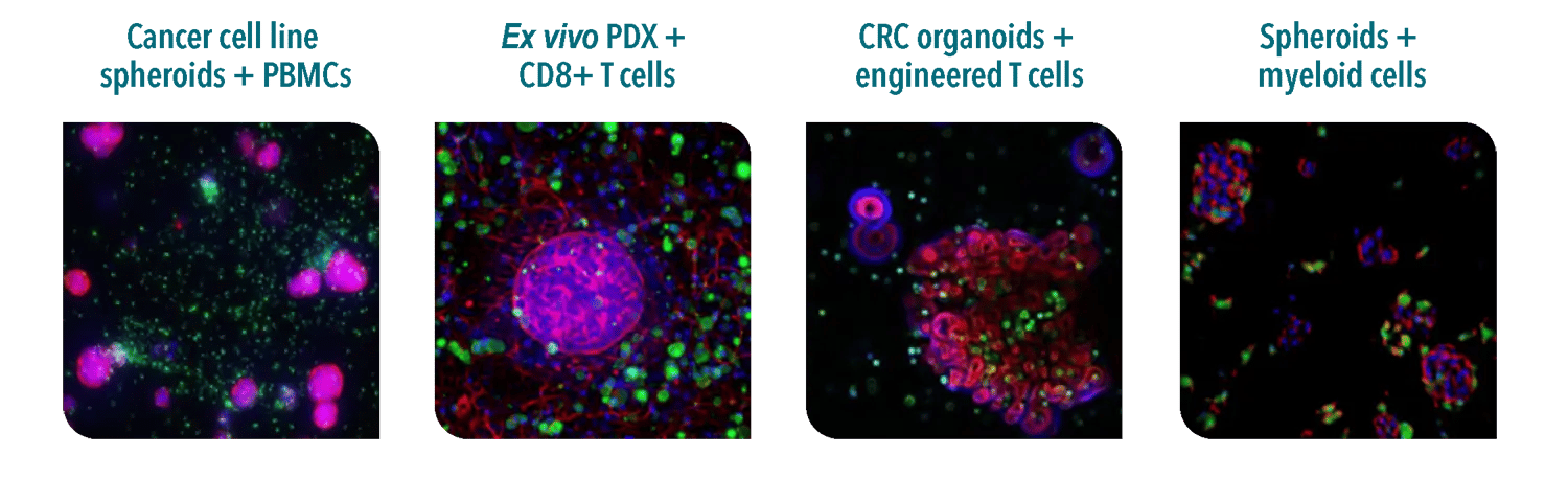 In Vitro High Content Imaging Solutions