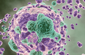 In Vivo Model Systems | Crown Bioscience