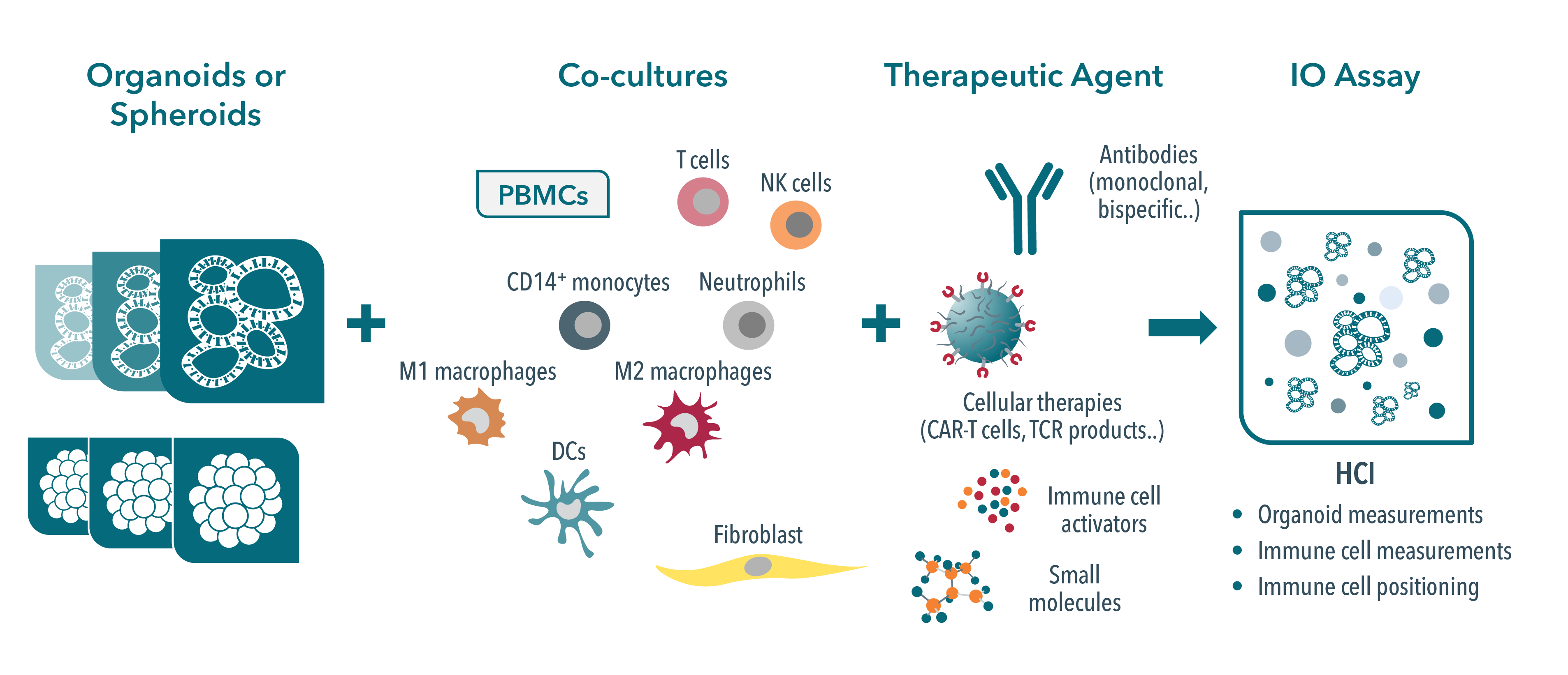 Organoid, Fibroblast, and Immune Cell Co-Culture | Crown Bioscience