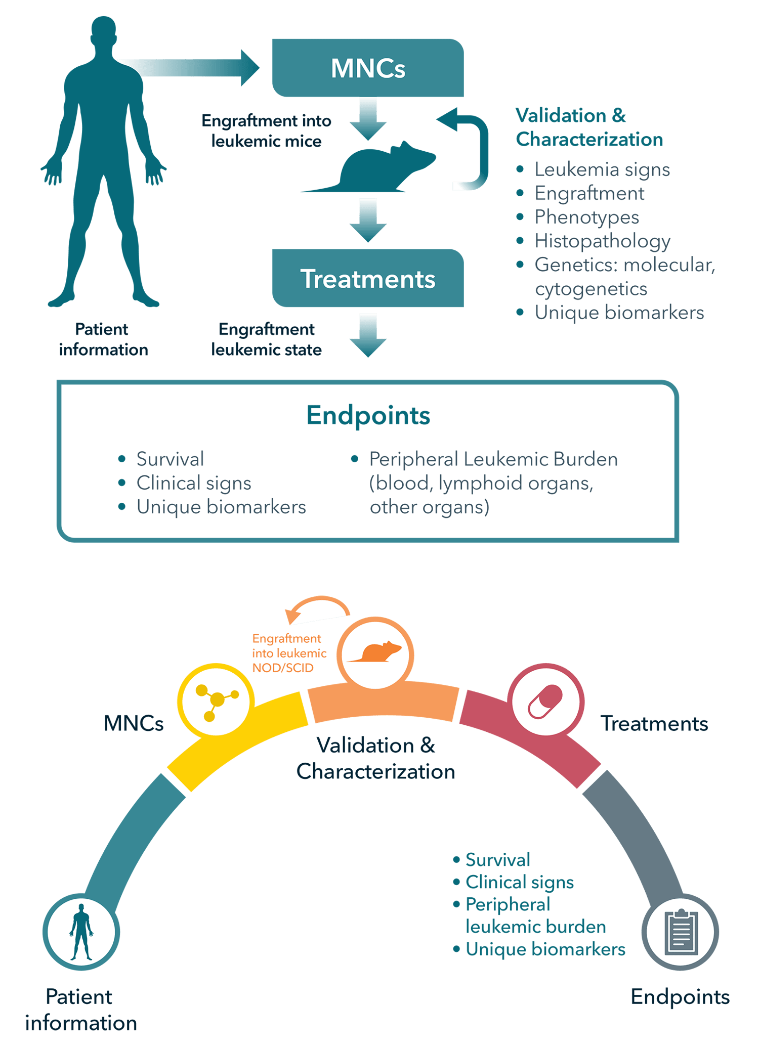AML Drug Development | Crown Bioscience