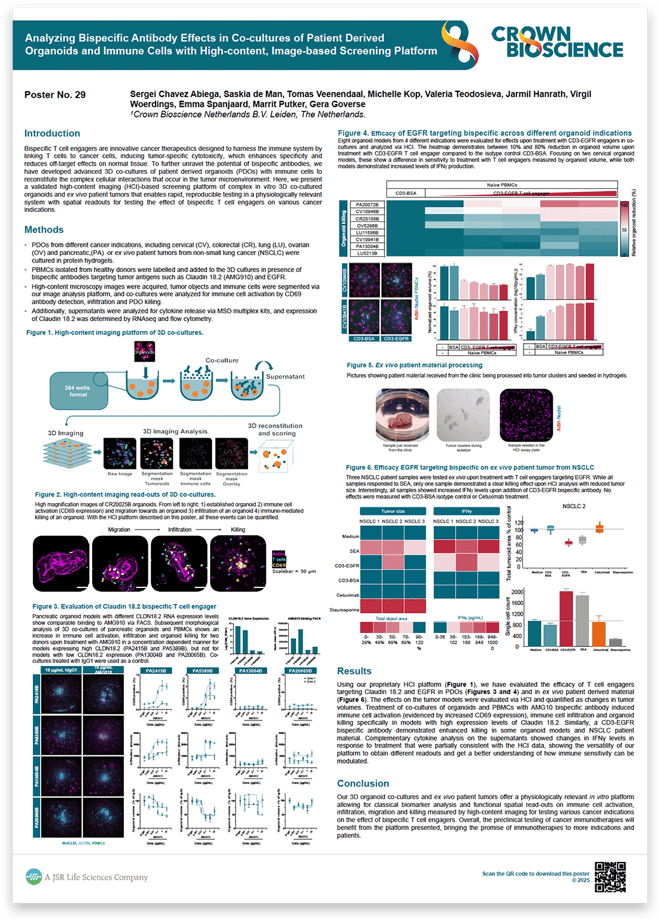 CICON 2025 Poster 29: Analyzing Bispecific Antibody Effects in Co ...
