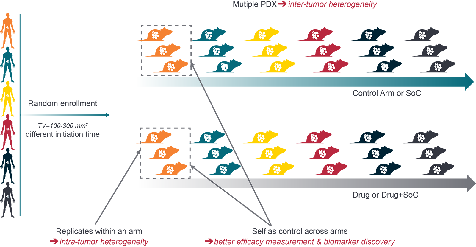 PDX Mouse Clinical Trials