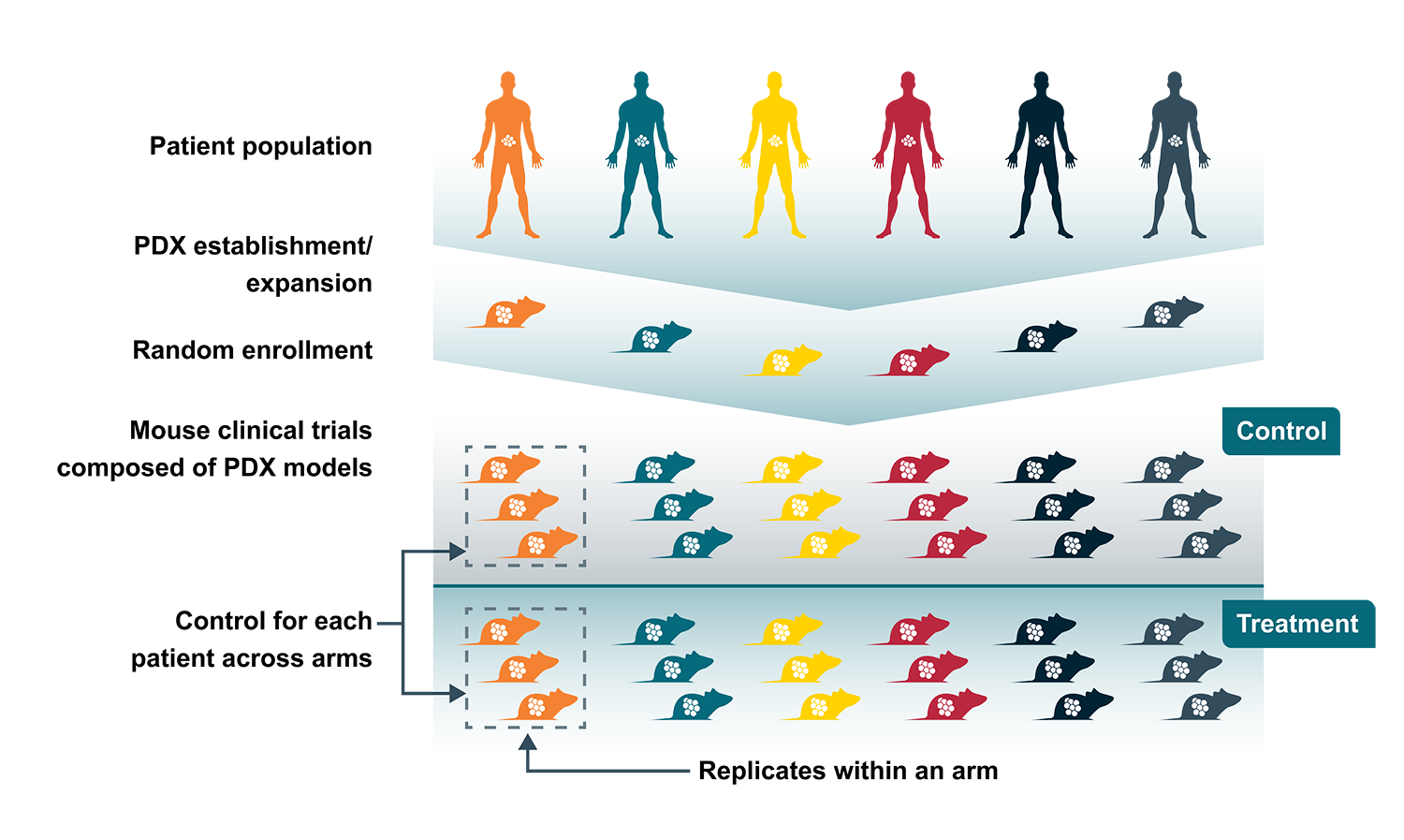 PDX Mouse Clinical Trials