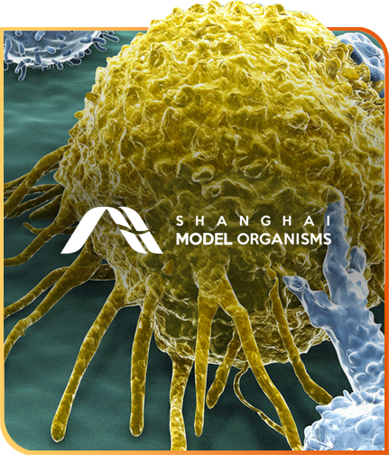 Preclinical Oncology CRO | Contract Research Drug Development Company
