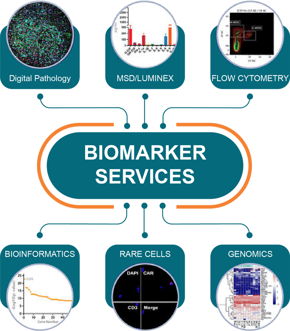 Biomarker Assay Services | Validation, Diagnosis, Testing | CrownBioscience