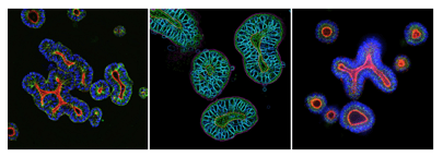 In Vitro High Content Imaging Solutions