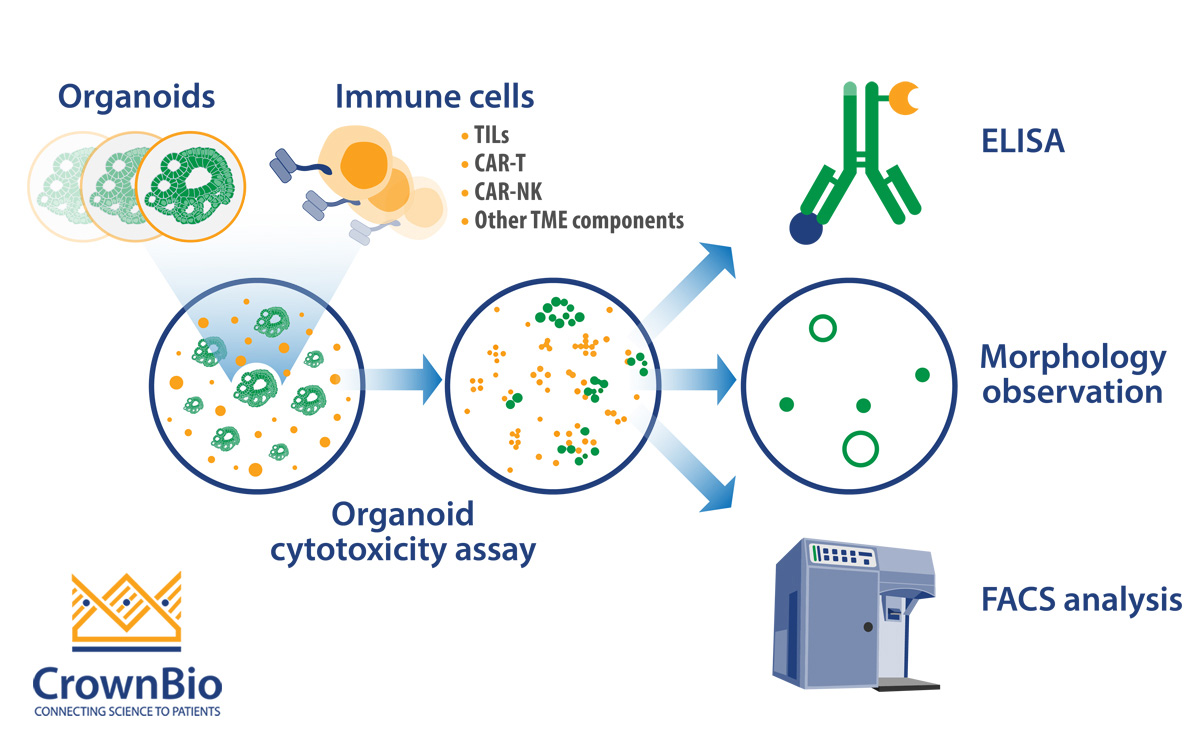 Organoid and Immune Cell Co-Culture - CrownBio