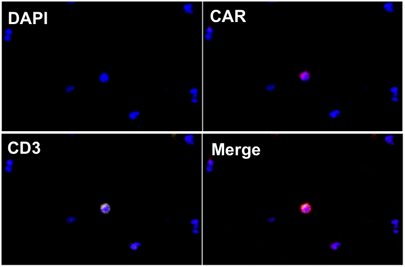 Rare Cell Analysis | Crown Bioscience