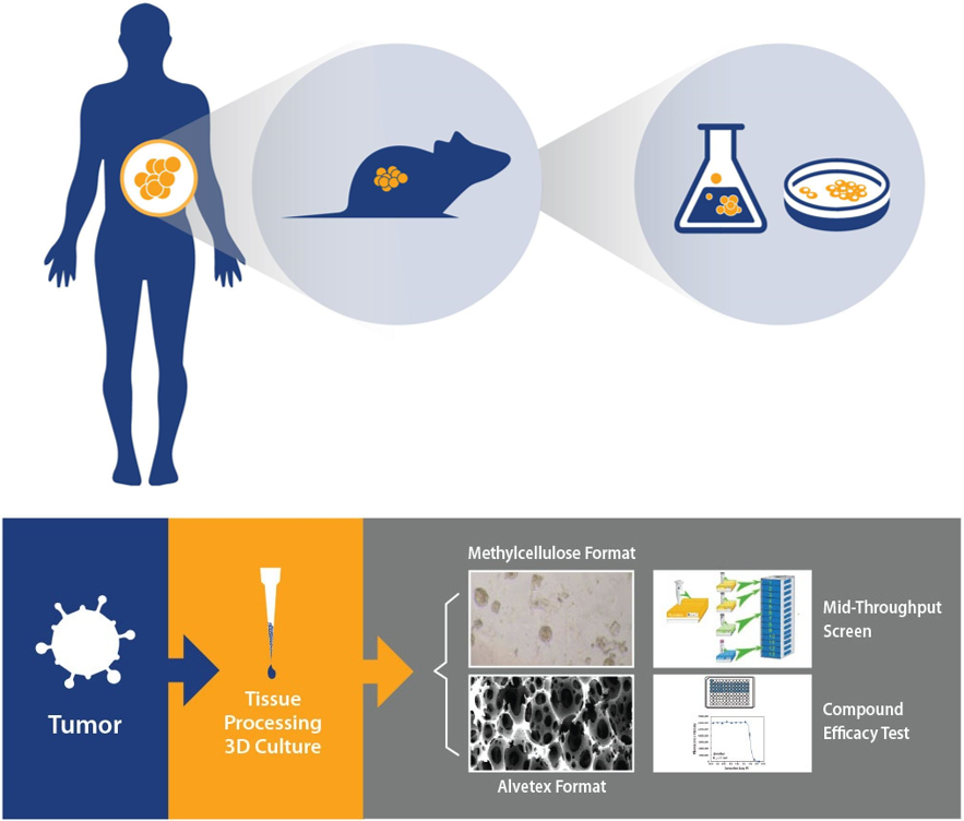 Crown Bioscience Blog | Jody Barbeau, PhD