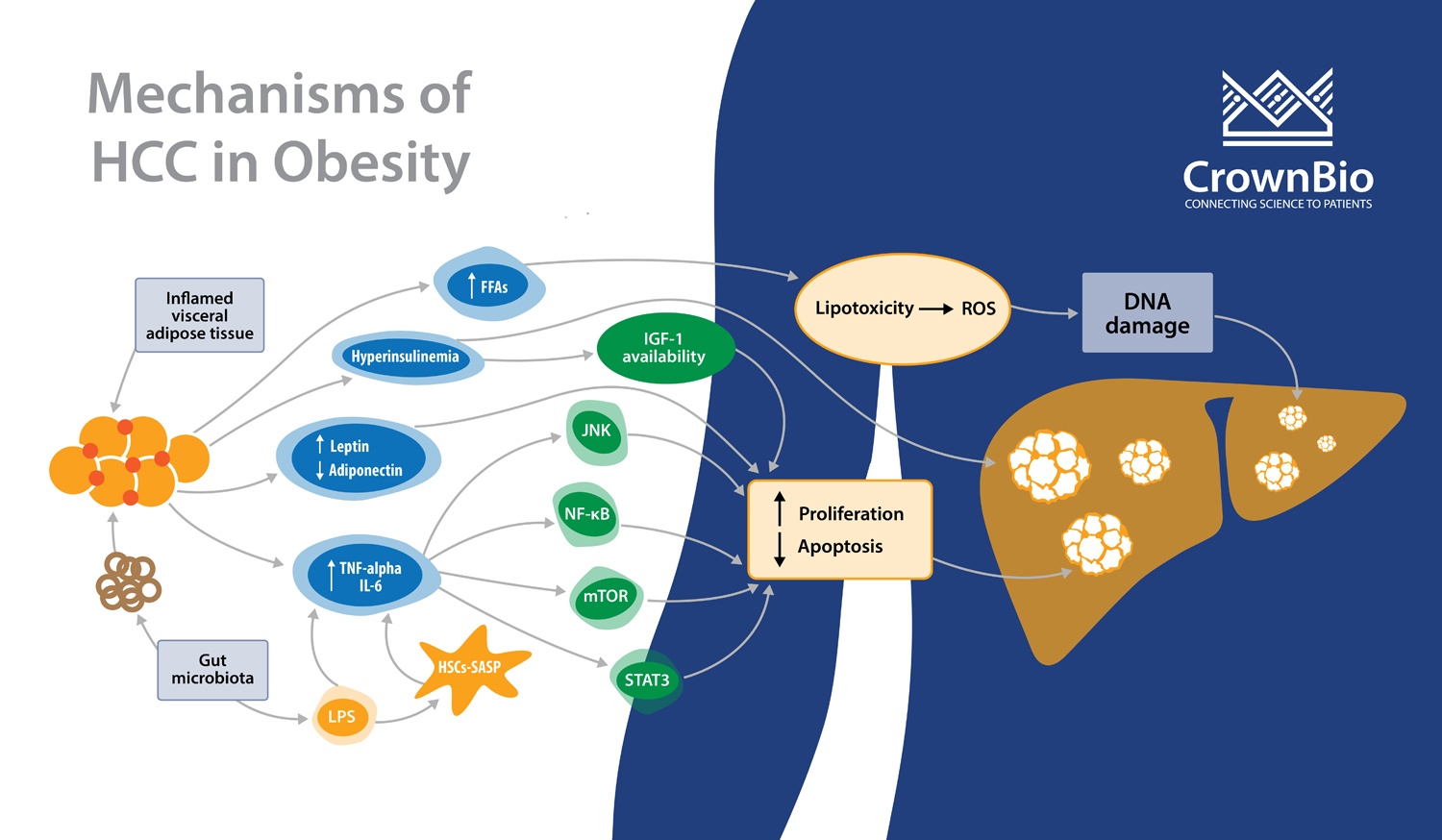 Crown Bioscience Blog | Judith Gorski, PhD