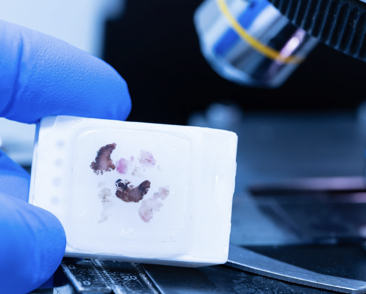 Crown Bioscience Resources